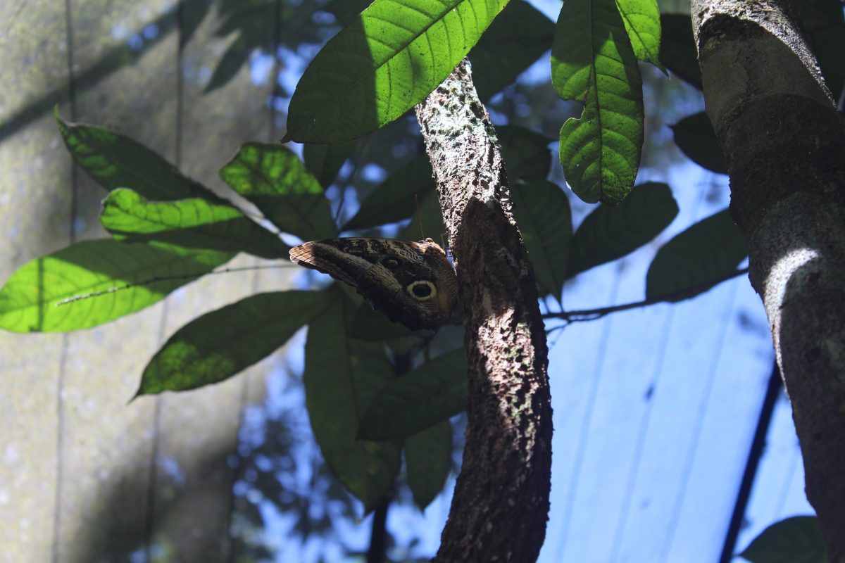 MUSA Manaus: O que saber antes de visitar o Museu da Amazônia